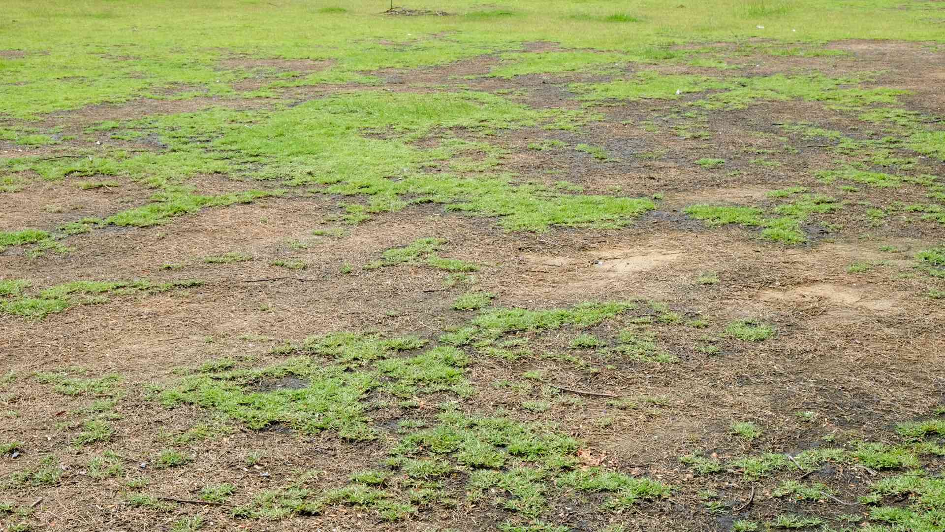Has Your Lawn Been Damaged Help It Recover With These 3 Lawn Care