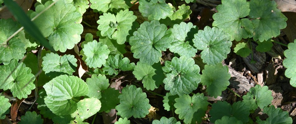Ground Ivy - What You Need to Know About This Weed & How to Control It ...