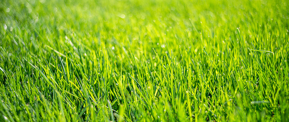 Overseeding Your Lawn in South Dakota? Use Turf-Type Tall Fescue Seeds ...