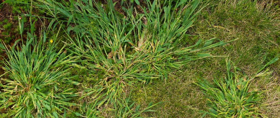 Don’t Let Weeds Hang Around in Your Landscape Beds - Remove Them ASAP ...